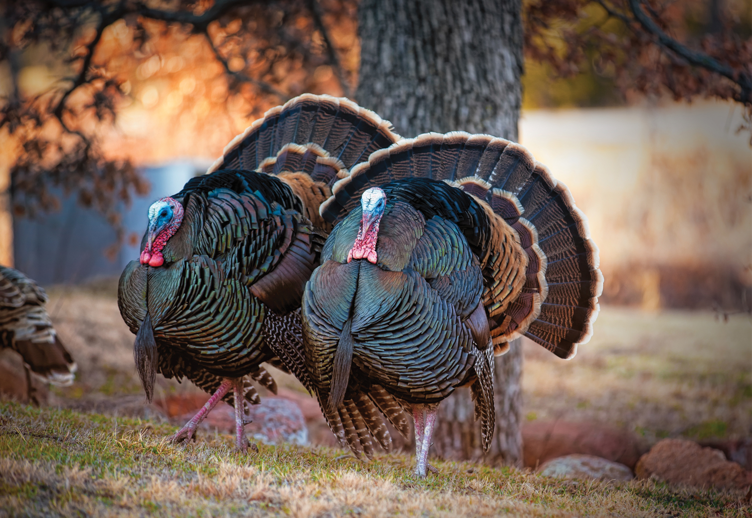 Did Benjamin Franklin Want the National Bird To Be A Turkey? | The ... Did Benjamin Franklin Want the National Bird To Be A Turkey? | The ...